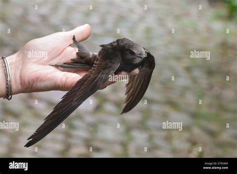Eurasian Swift Apus Apus Perching In A Hand Bird In Need Of Help Is