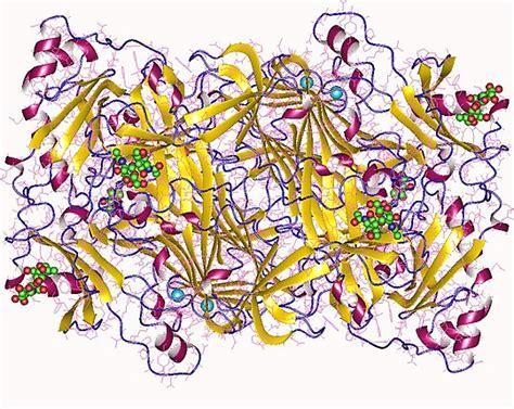 Diamine Oxidase Wikipedia