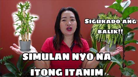 Simulan Mo Na Itong Itanim Sa Harap Ng Bahay Nyo Dahil Sigurado Ang