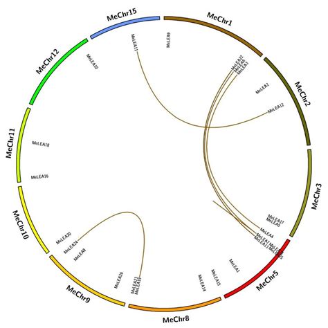 Segmental Duplication Of Lea Genes In Cassava Chromosomes Are Download Scientific Diagram