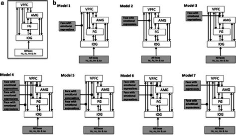 Defining Models A A General Model Is Specified With Bidirectional Download Scientific