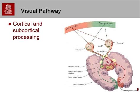 Chapter 8 Visual System L Chris Rorden University
