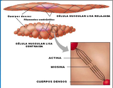 Estructura y Función del Músculo Liso Salud Fitness Amino Amino