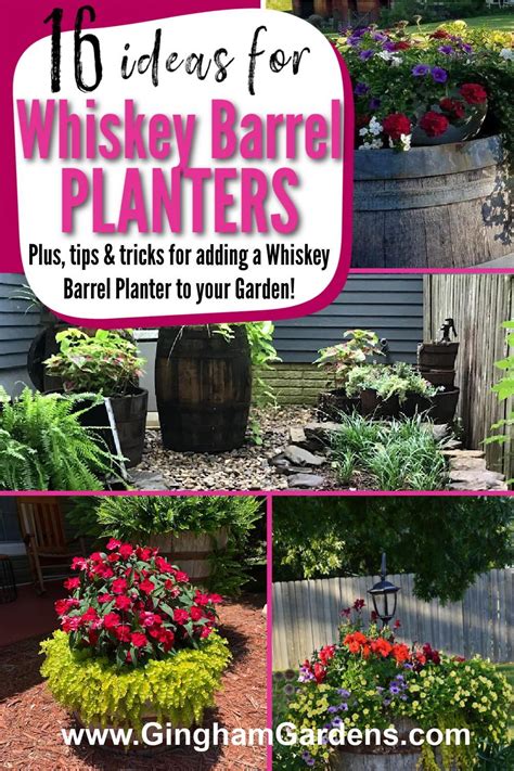 Creative Whiskey Barrel Planter Ideas Gingham Gardens Whiskey