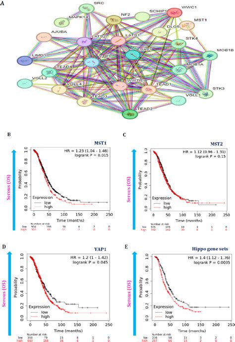 Figure 6 From Amplification Of Hippo Signaling Pathway Genes Is