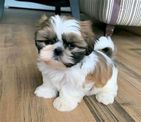 Shih Tzu Puppies For Adoption And Rehoming