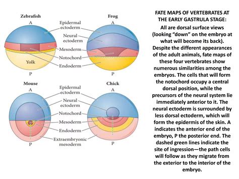 Fate Maps 26032020 Dev Bio 1pdf