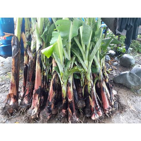 Buy One Get One Free Lakatan Banana Seeds Suhi Ng Lakatan Saging