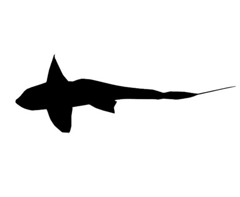 Speartooth Shark Catfishyays National Aquarium Wiki Fandom