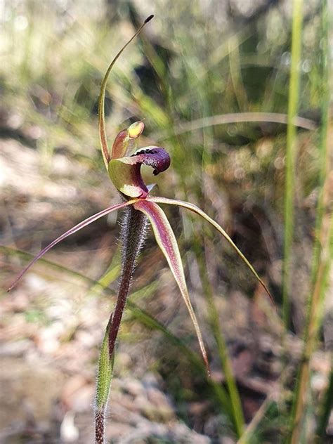October Orchid Report Angair Inc