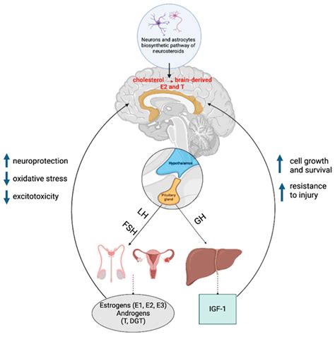 Genetic And Epigenetic Sexual Dimorphism Of Brain Cells During Aging