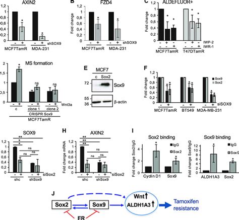 A Sox2 Sox9 Axis Regulates Wnt Activity In Breast Cancer Cells Axin2 A