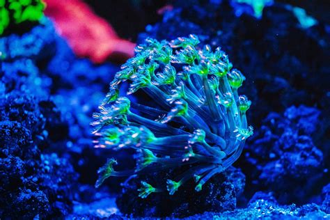 Potassium Reef Factory