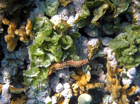 Bearded Fireworm L Painful Predator Our Breathing Planet