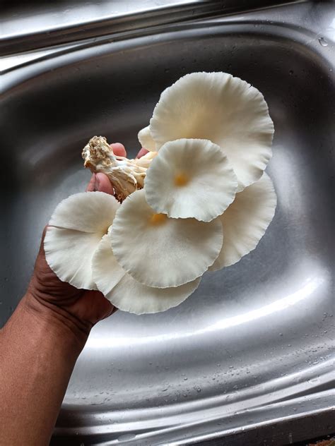 Tanam Cendawan Tiram Paling Mudah Cari Tempat Redup Letak Situ Tak