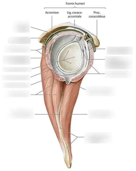 Capsula Articularis Diagram Quizlet