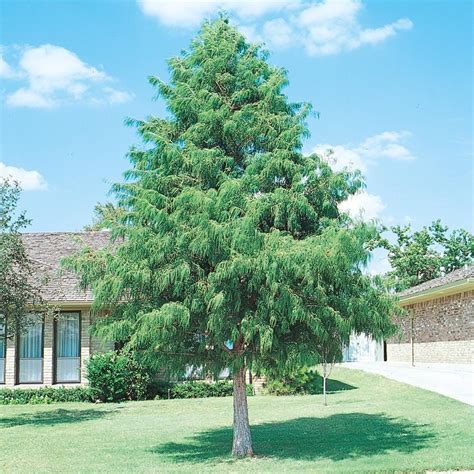 19 5 Gallon Bald Cypress Shade Tree In Pot With Soil L3245 At Lowes
