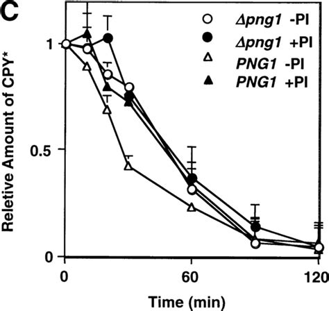 effect of png1Δ on cpy degradation radiolabeled cpy prepared as