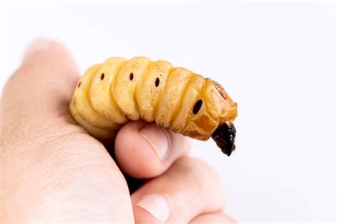 여 자가 손을 잡고 유 충의 Oryctes 코뿔소 딱정벌레 코코넛 위험한 곤충 해충 이다 대 벌레 벌레 튀김 음식 품목으로
