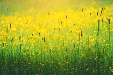 Banco de imagens natureza horizonte plantar céu campo Prado pradaria luz solar manhã