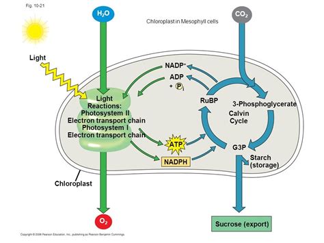 Light Dependent Reactions Flow Chart
