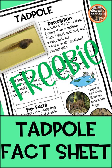 Tadpole Fact Sheet Fact Sheet Teaching Frog Activities