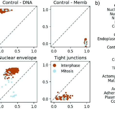 Quantification Of The Coupling Of Cellular Morphology And Subcellular