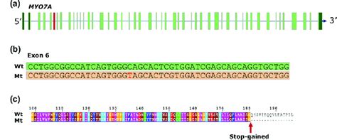 A Myo7a Gene Model The Location Of The Affected 6th Exon Is Download Scientific Diagram