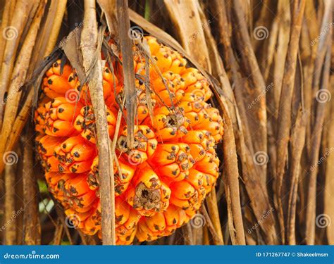 Non Edible Tropical Pandan Fruit Or Pandanus Which Grows From Palm Trees In Sri Lanka Pandan