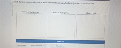 Solved Match The Most Common Coloration Of Anolis Lizards To