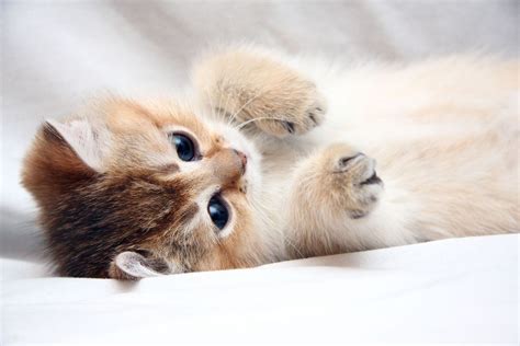 Pin By Cassandra On Trop Mignon Cute Cat Wallpaper Kitten Wallpaper Kittens Cutest
