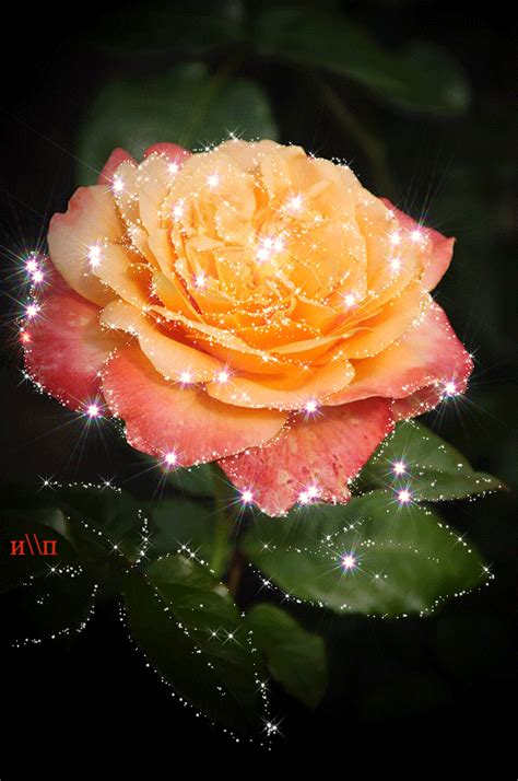 Flower Animated  Images At Lester Barrett Blog