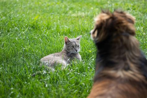 Niedliche Flauschige Freunde Ein Hund Und Eine Getigerte Katze Sitzen Zusammen Auf Einer