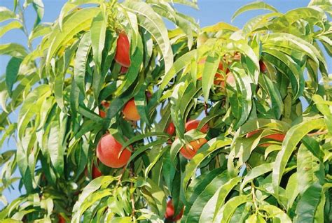 Peach Tree Leaves Benefits
