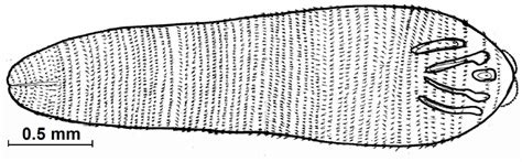 Microscopic Drawing Of A L Serrata Nymph Recovered From Cattle In This
