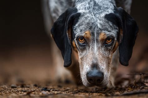 Bluetick Coonhound Hunting Abilities Natures Expert Tracker