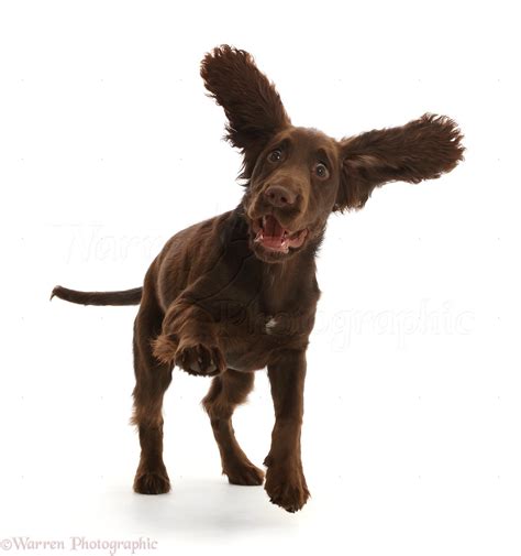 Dog Chocolate Working Cocker Spaniel Puppy Jumping Up Photo Wp47982