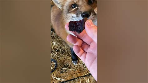 Неожиданный деликатес Fox животные лиса лисаальма Youtube