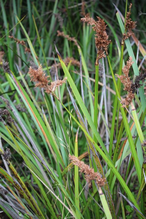 Coastal Sword Sedge • Rewild Perth