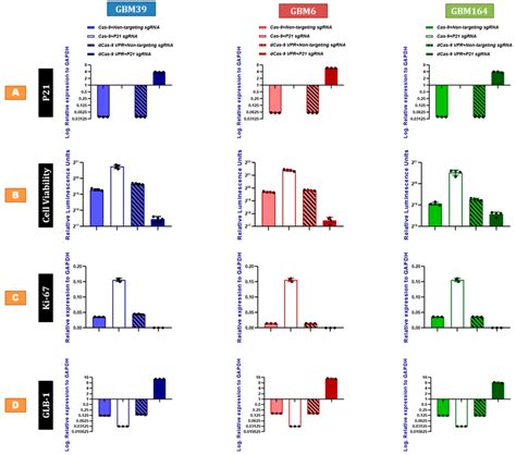 Bcl Xl Knock Down Induces Apoptosis In P21 Induced Senescent