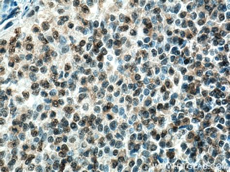 C Myc Antibody 67447 1 Ig Proteintech