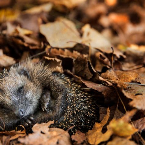 Hibernating Hedgehog Wall Art Photography