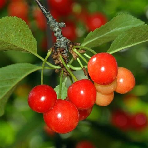 Sour Cherry Tart Cherry Montmorency Prunus Cerasus My Garden Life