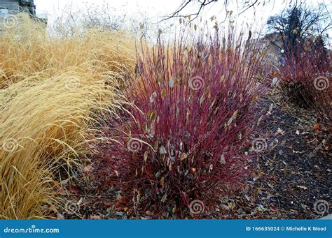 Switchgrass Panicum Virgatum For Biofuel Production Royalty Free Stock
