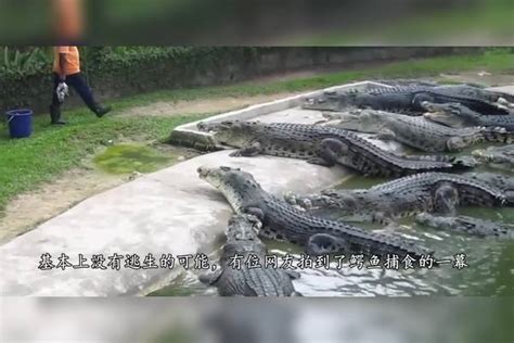 野猪一家在水边觅食，下一刻鳄鱼强势出击，鳄鱼：今天吃猪肉！鳄鱼强势野猪