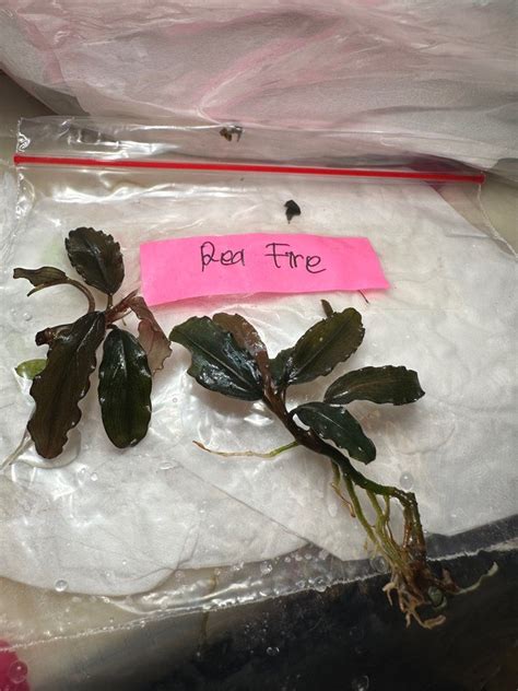 Bucephalandra Sp Per Rhizome Black Angel Diamond Lucifer Red Fire Super Blue Pink Lady