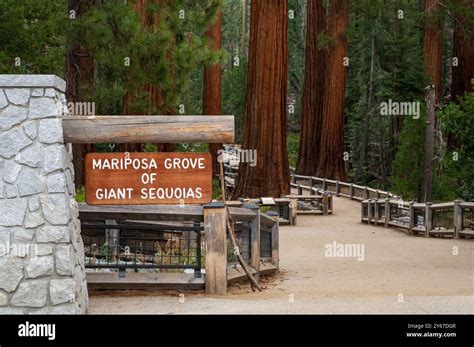Entrance To Mariposa Grove Of Giant Sequoias In Yosemite National Park