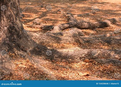 Roots In A Soil Background Stock Photo Image Of Skeleton Dark