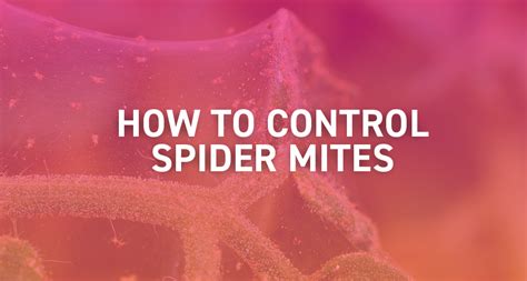 How To Control Spider Mites