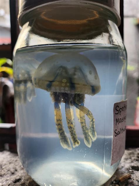 Preserved Jellyfish Rjellyfish